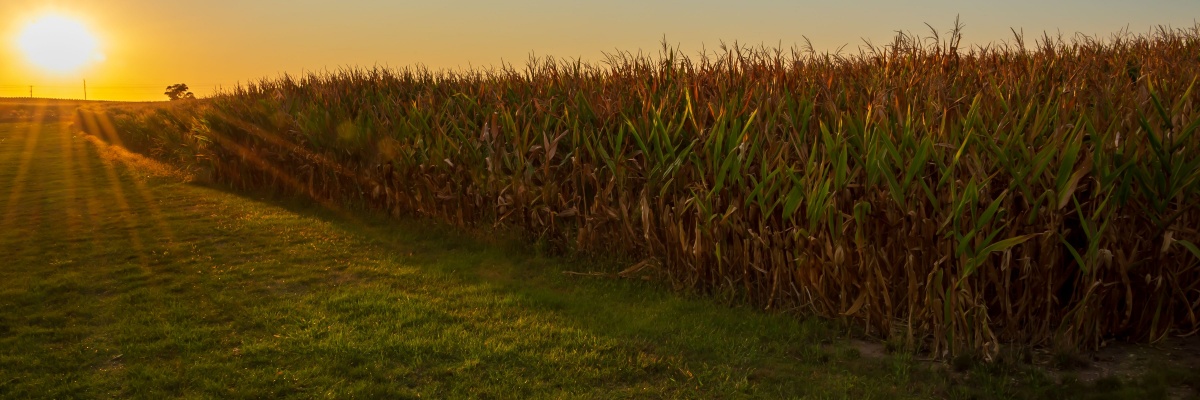 Iowa State Income Tax Guide - Intuit TurboTax Blog